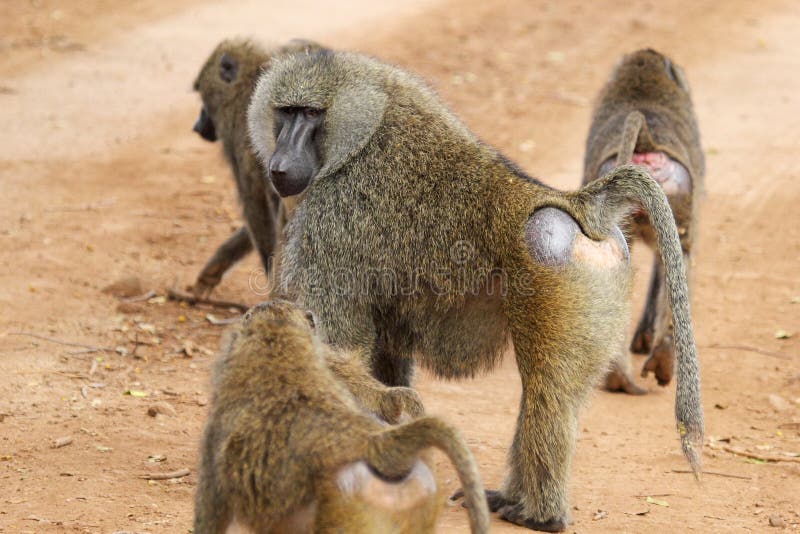 Gruppo Di Babbuini Verde Oliva (Papio Anubis) Fotografia Stock ...
