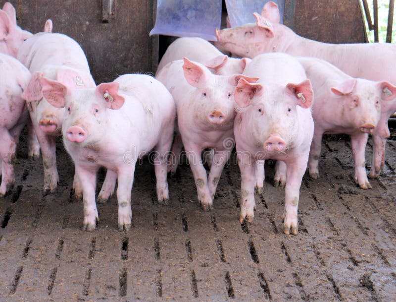 Gruppo di maiali immagine stock. Immagine di mammifero - 29427317