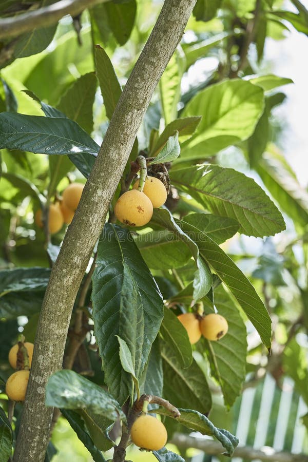 Ramifichi Con Le Nespole, Crescita Della Nespola Immagine Stock ...