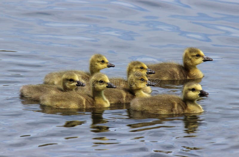 Gruppo di papere fotografia stock. Immagine di pulcini - 71450130