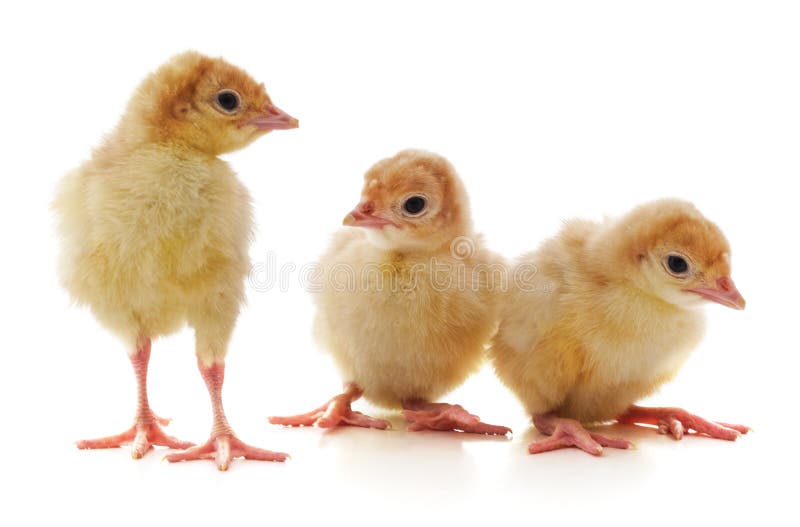 Un Gruppo Di Polli in Una Stalla Rustica Che Beccano Il Grano Contro Il ...