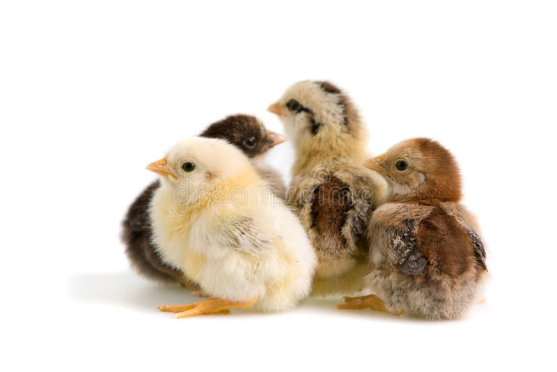 Gruppo di pulcini fotografia stock. Immagine di isolato - 5834798