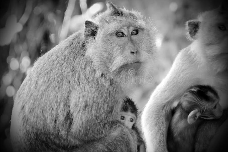 39,265 Scimmie Foto - Foto Stock Gratis e Royalty-Free da Dreamstime