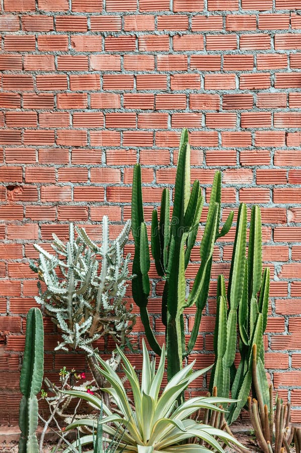Un Gruppo Di Vario Cactus Con La Punta Tagliente E Vecchio Il Mattone ...