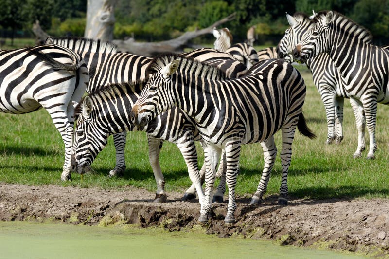 Gruppo di zebre immagine stock. Immagine di camuffamento - 20945039