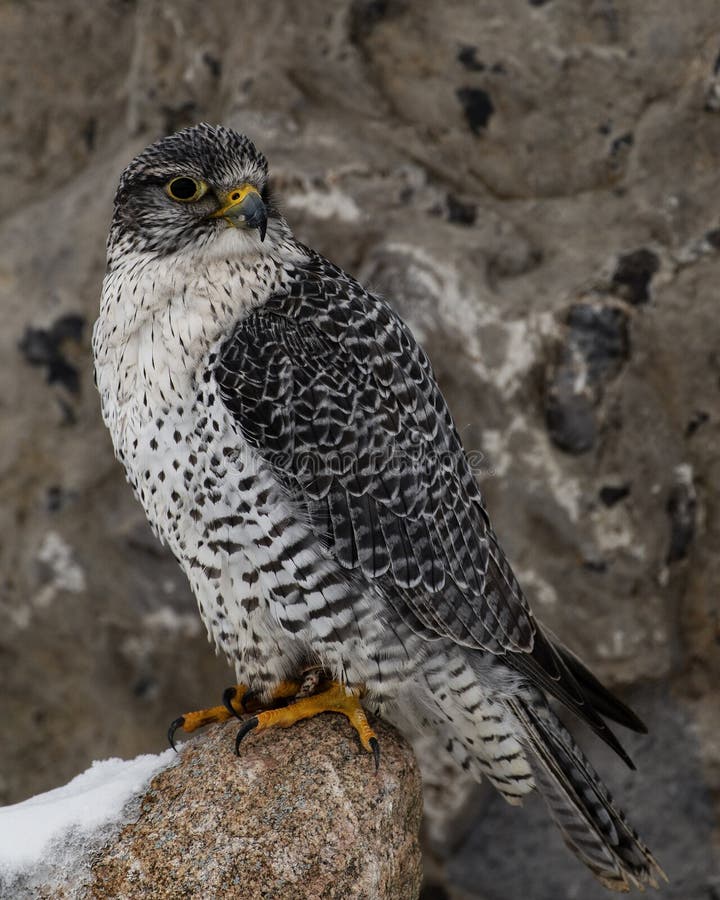 Gyrfalcon Perched on a Rock Stock Photo - Image of themes, wild: 352234464