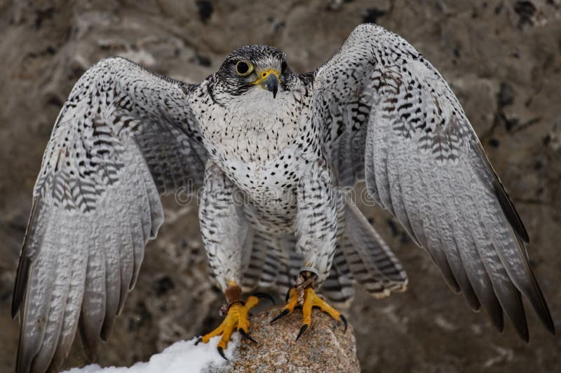 Gyrfalcon Perched on a Rock with Wings Spread Stock Photo - Image of ...