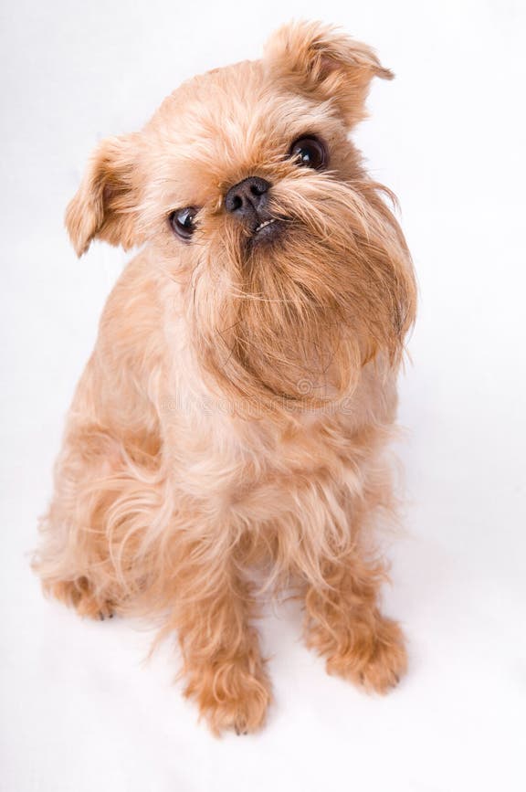 Gryfon zdjęcie stock. Obraz złożonej z zakończenie, portret - 15016552