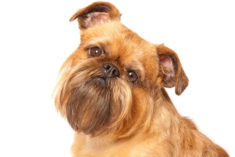 Gryfon zdjęcie stock. Obraz złożonej z domowy, odosobniony - 23531596