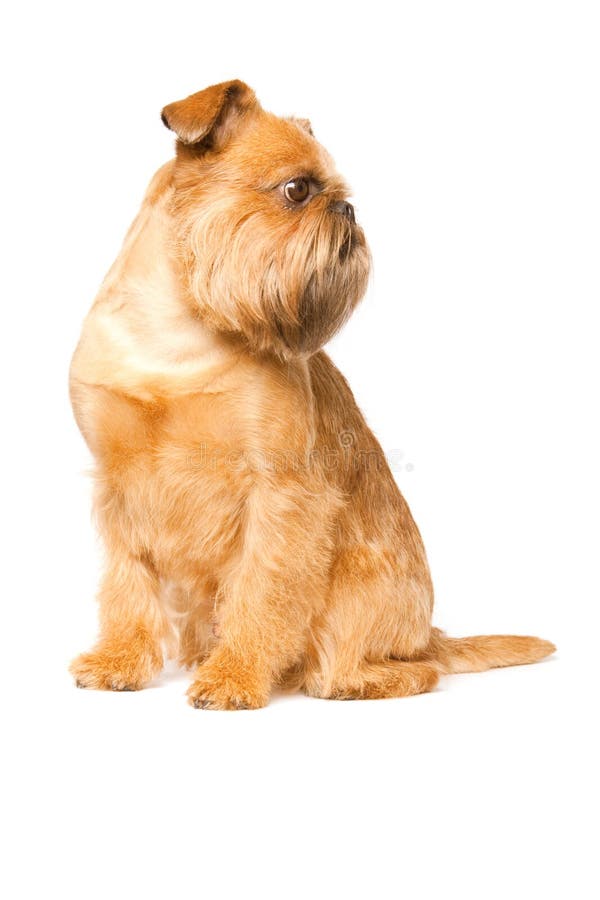 1,305 Gryfon Zdjęcia - Bezpłatne i z licenncją Royalty-Free Zdjęcia od ...