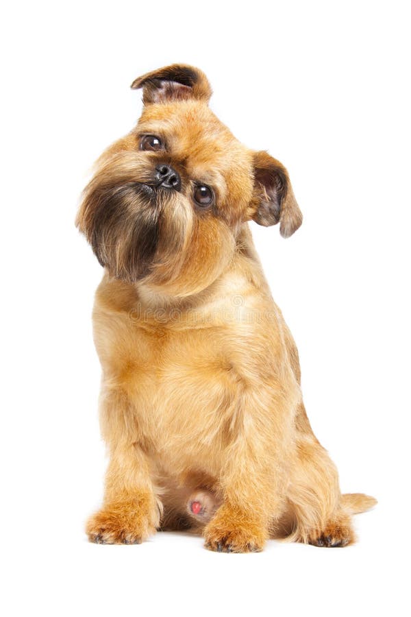 1,305 Gryfon Zdjęcia - Bezpłatne i z licenncją Royalty-Free Zdjęcia od ...