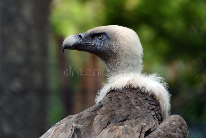 11,747 Gryfon Zdjęcia - Bezpłatne i z licenncją Royalty-Free Zdjęcia od ...