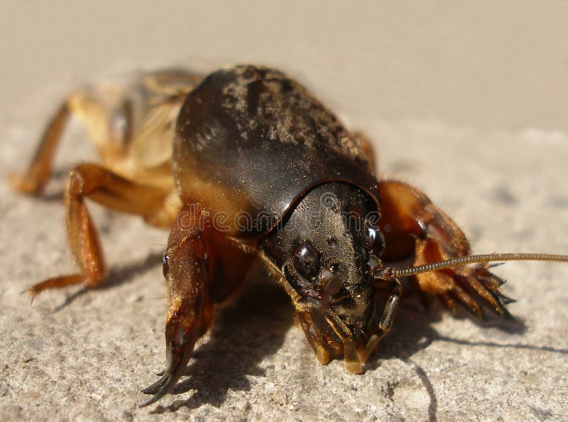 Pest Control - Southern Mole Cricket Stock Image - Image of insect ...