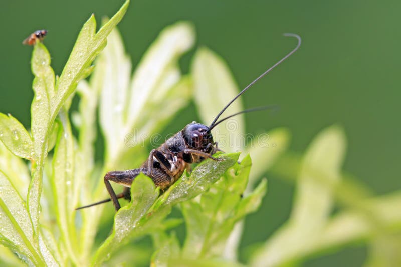 Gryllus larvae on plant stock photo. Image of ecology - 370590618