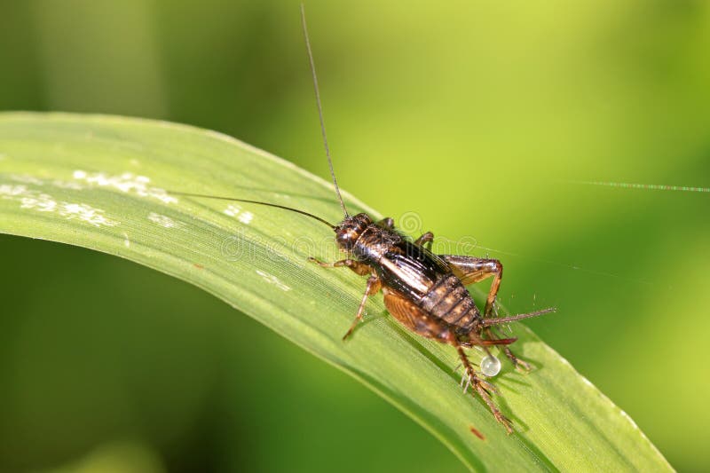 Gryllus larvae on plant stock photo. Image of crawling - 389566000