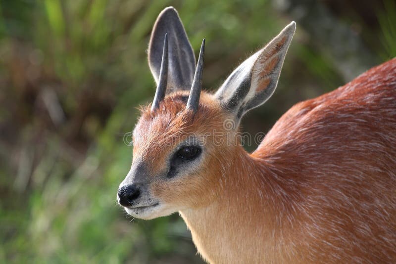 Southern Grysbok stock photo. Image of fawn, mammal, town - 15691840