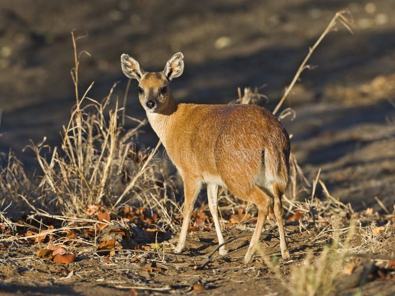 Sharpe's Grysbok fotografia stock. Immagine di turismo - 6922680