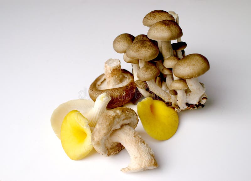 Grzyby jadalne obraz stock. Obraz złożonej z kopiasty - 1422233
