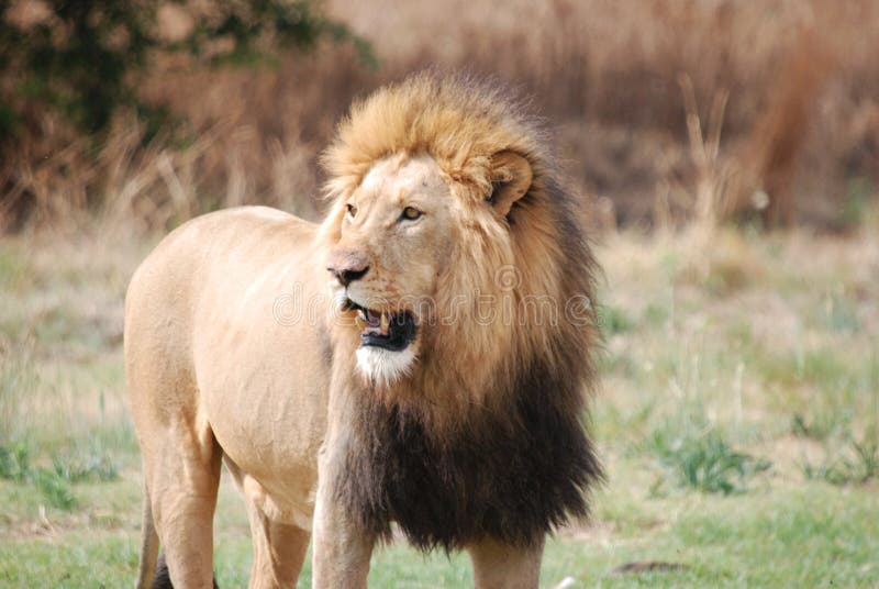 Czarny Lew Grzywiasty Afrykański Zdjęcie Stock - Obraz złożonej z ...