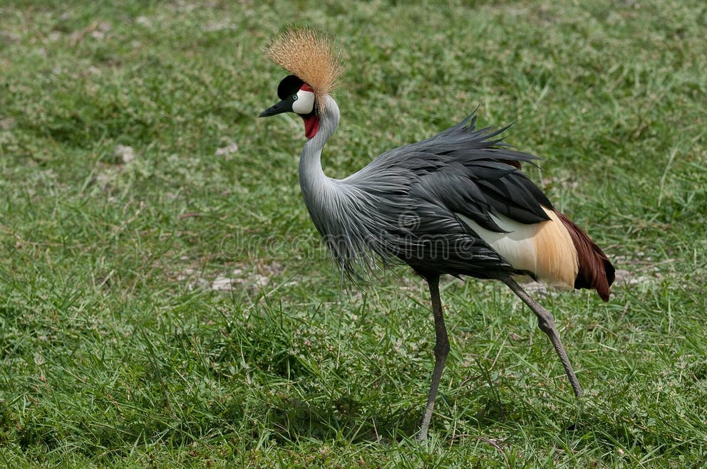 Grúa coronada Kenia África foto de archivo. Imagen de cresta - 24404484