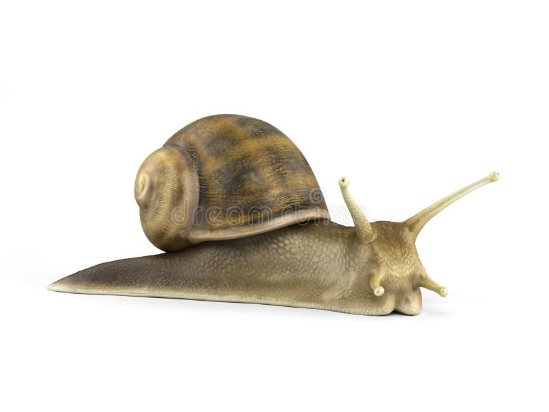 Gsrden Snail 3d Render on White Stock Illustration - Illustration of ...