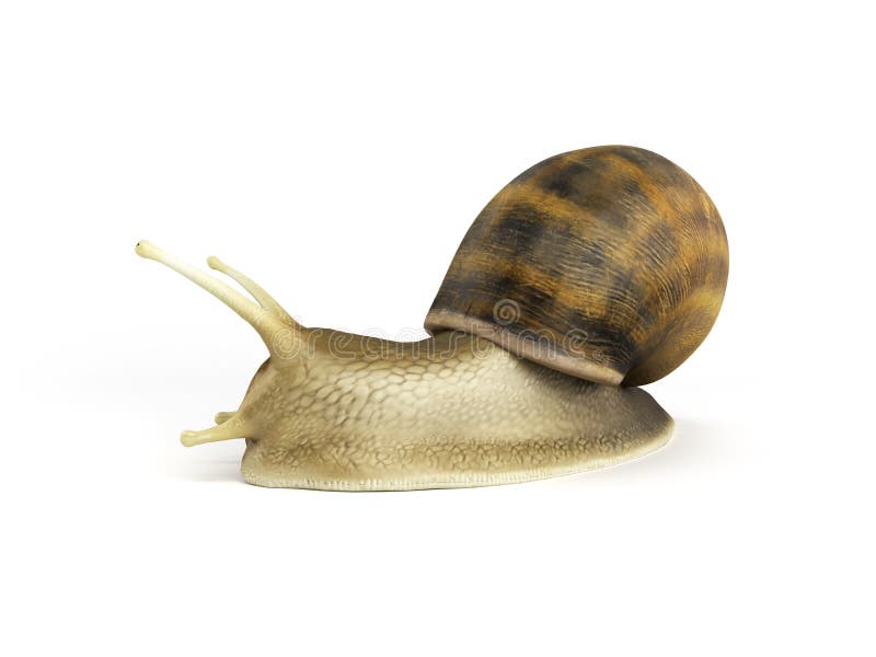 Gsrden Snail 3d Render on White Stock Illustration - Illustration of ...
