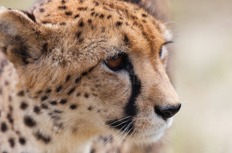 Guépard 3 image stock. Image du afrique, guépard, faune - 26531251