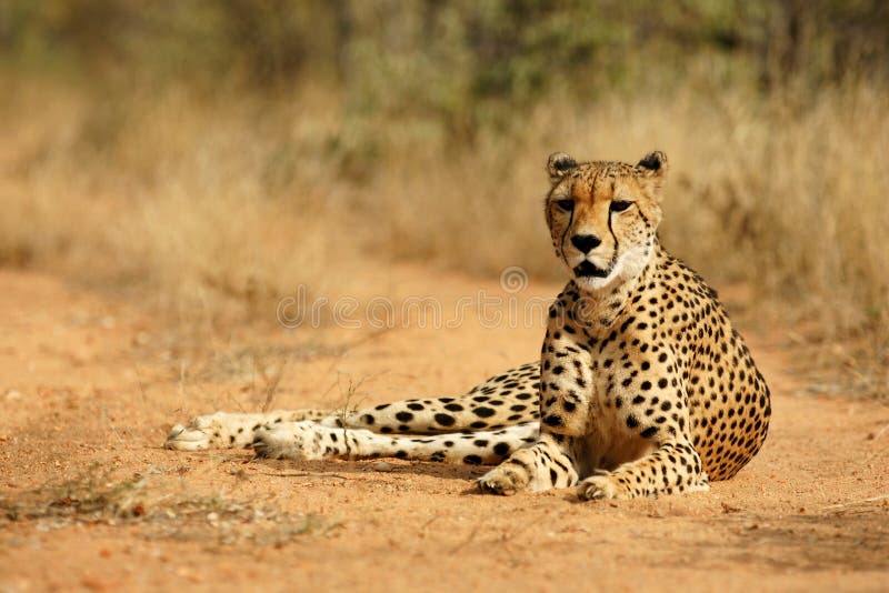 Guépard Allongé Sur L'herbe Dans La Savane. Kenya Afrique Réserve ...