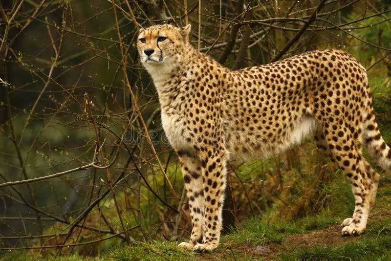 Guépard L'animal Le Plus Rapide Du ` S Du Monde Image stock - Image du ...