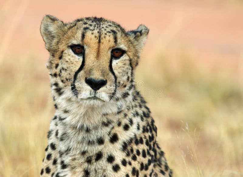 Guépard tête à tête image stock. Image du rapide, aventures - 1010409