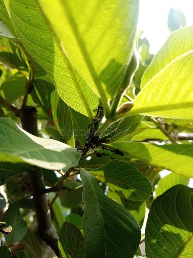 Gua Java Crystal Guava Psidium Guajava Apple Guava Yellow Guava, Stock ...