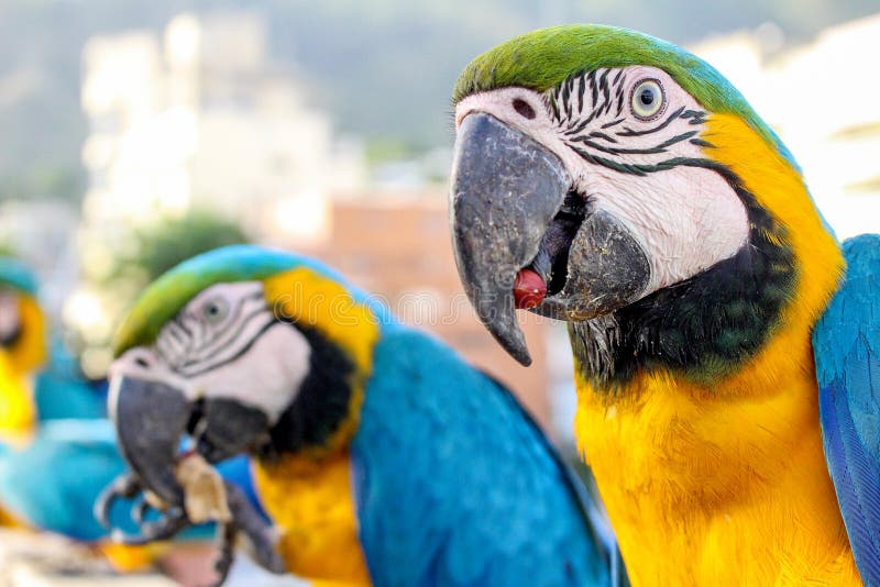 Guacamaya stock foto. Image of uniek, zeldzaam, eten - 68243074