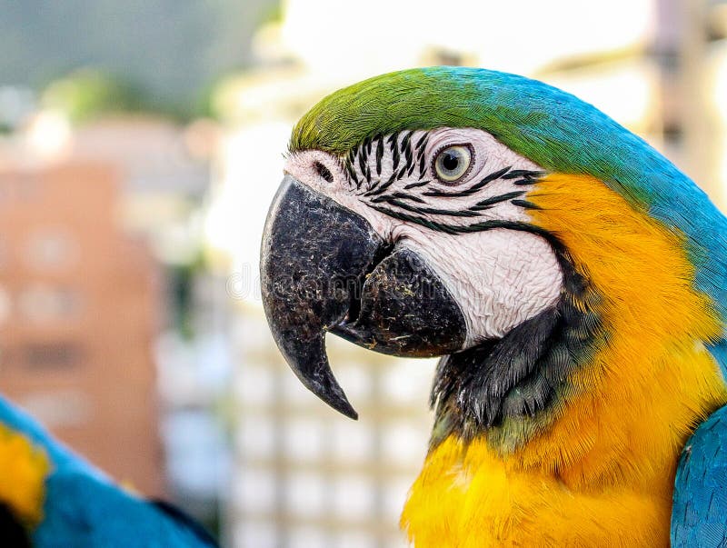 Guacamaya stock photo. Image of unique, tropical, guacamaya - 68242868