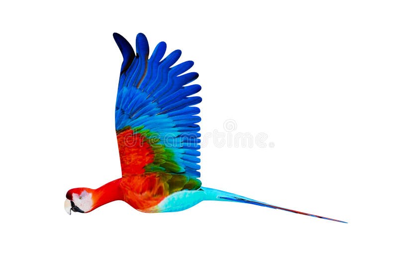 Guacamaya Stock Illustrations – 43 Guacamaya Stock Illustrations ...