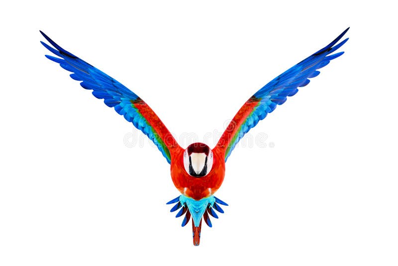 Guacamaya Stock Illustrations – 42 Guacamaya Stock Illustrations ...