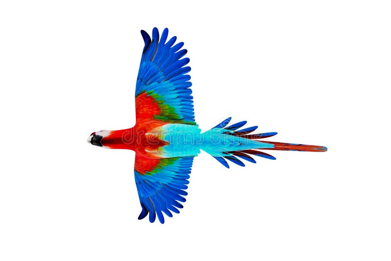 Guacamaya Isolated on White Stock Illustration - Illustration of animal ...