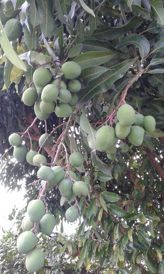 Guadua angustifolia imagen de archivo. Imagen de colombia - 160597953