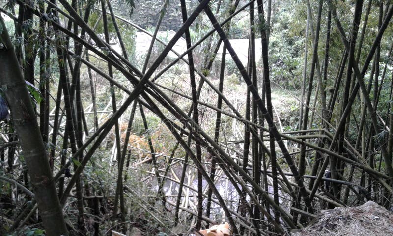 Guadual Nature and Forest Production Projects Stock Image - Image of ...