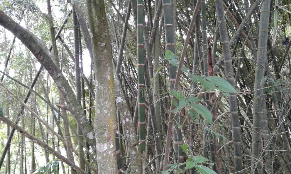 Guadual Nature and Forest Production Projects Stock Image - Image of ...