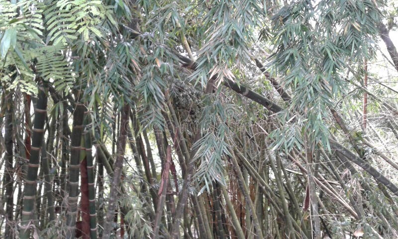 Guadual Nature and Forest Production Projects Stock Photo - Image of ...