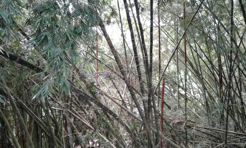 Guadual Nature and Forest Production Projects Stock Photo - Image of ...