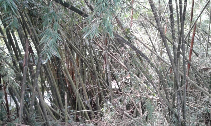 Guadual Nature and Forest Production Projects Stock Photo - Image of ...