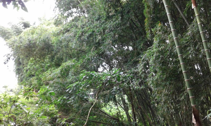 Guadual Nature and Forest Production Projects Stock Photo - Image of ...