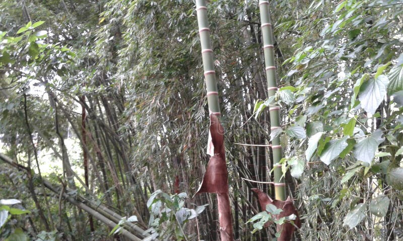 Guadual Nature and Forest Production Projects Stock Image - Image of ...