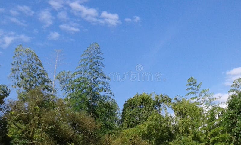Guaduales colombia stock image. Image of forest, colombia - 160502325