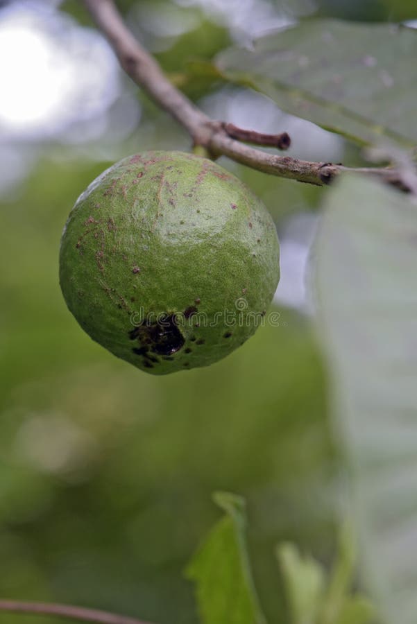 Frutta Della Guaiava Di Cattley O Della Guaiava Del Peruviano (susp Di ...