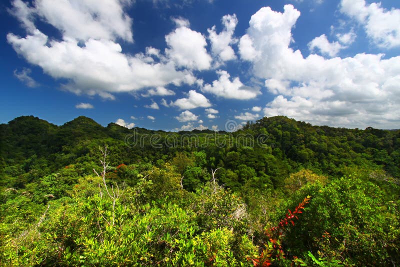 Guajataca Forest Reserve - Puerto Rico Stock Image - Image of outdoors ...