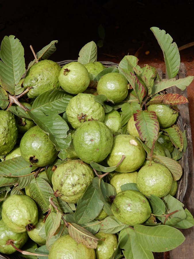 Guajava Del Psidium De La Guayaba Foto de archivo - Imagen de fruta ...