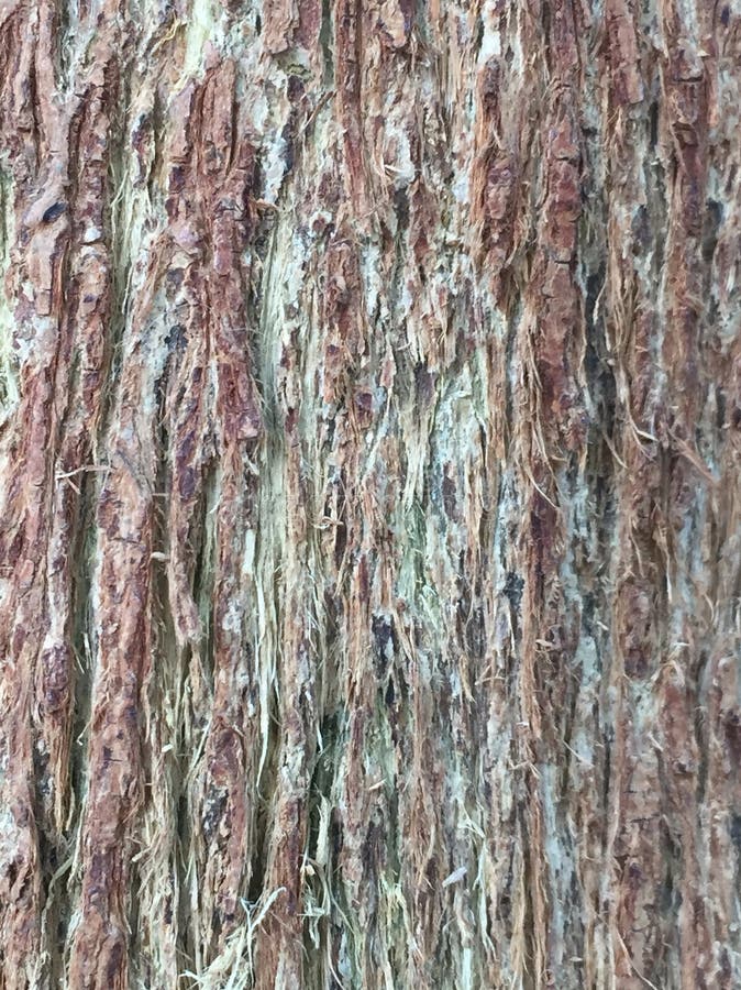 Guaje Tree Stock Photos - Free & Royalty-Free Stock Photos from Dreamstime