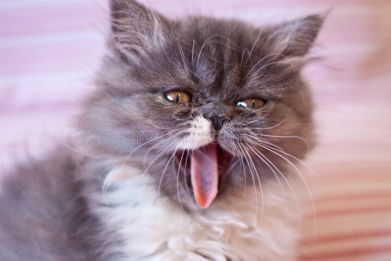 Guali stock photo. Image of persian, branco, tongue, sweet - 10707842